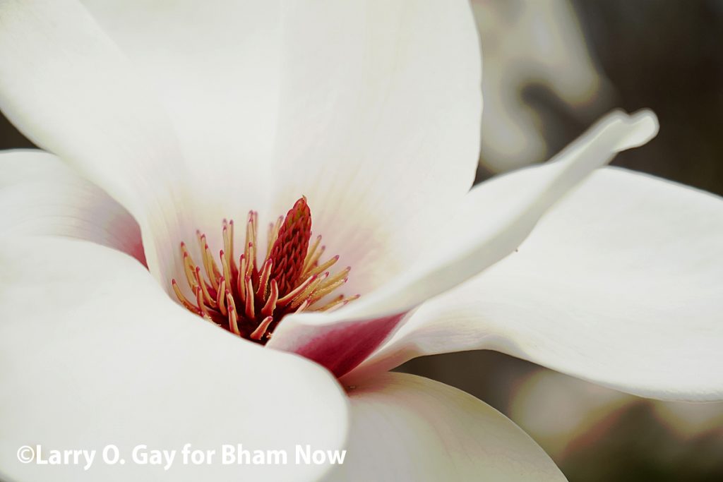Early Spring: beautiful photos of the Birmingham Botanical Gardens ...