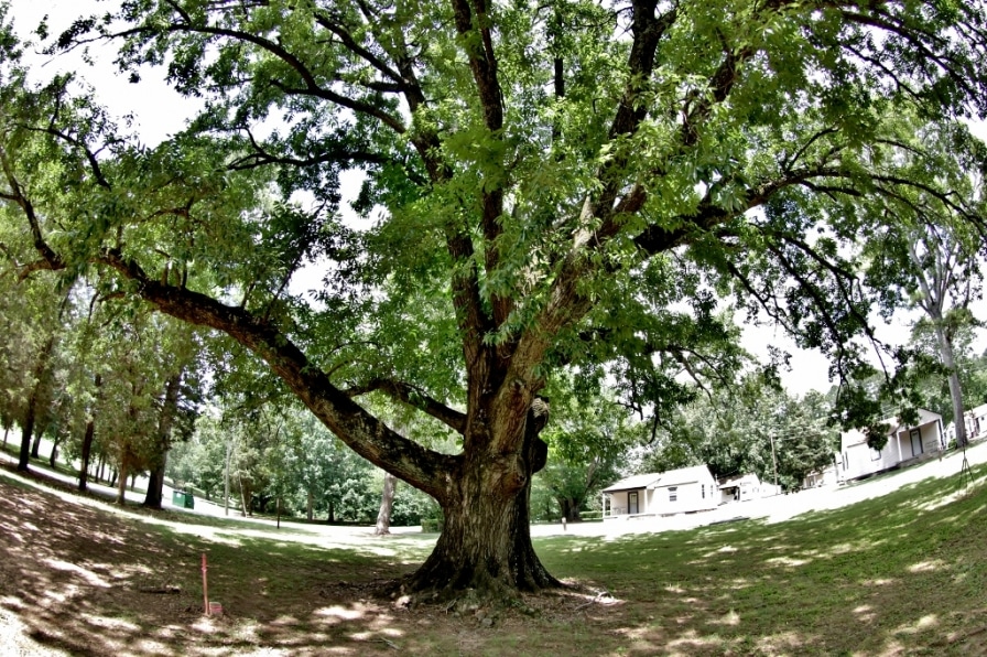 A tour of Alabama's mighty oak trees | Bham Now