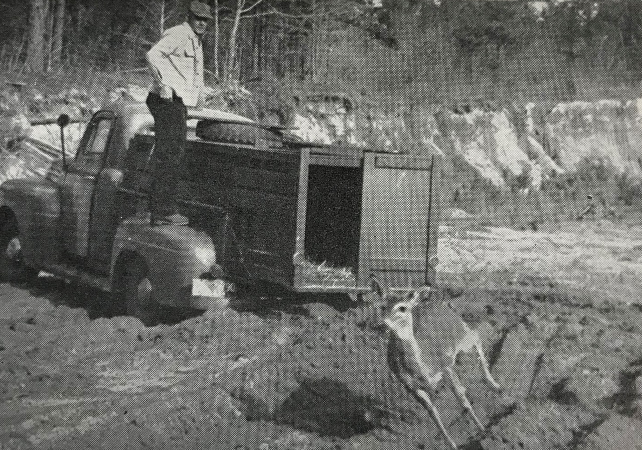 How hunters saved the deer and turkey in Alabama | Bham Now