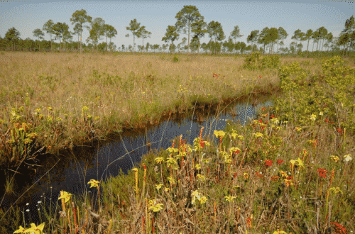 4 natural treasures Alabama has protected through the Forever Wild ...