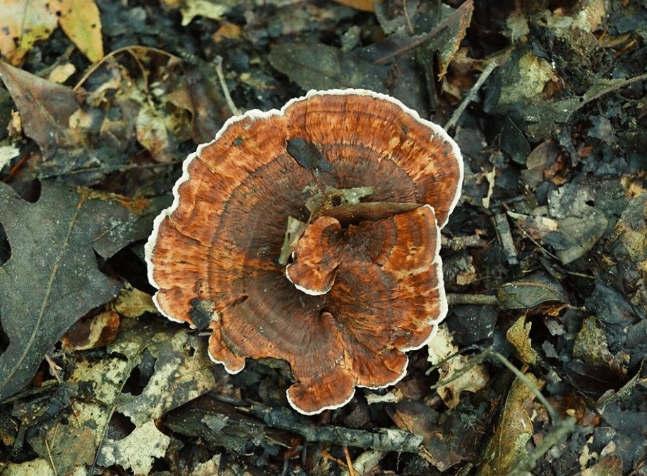 Happy Thanksgiving! See our photo gallery of Turkey Tails discovered in ...