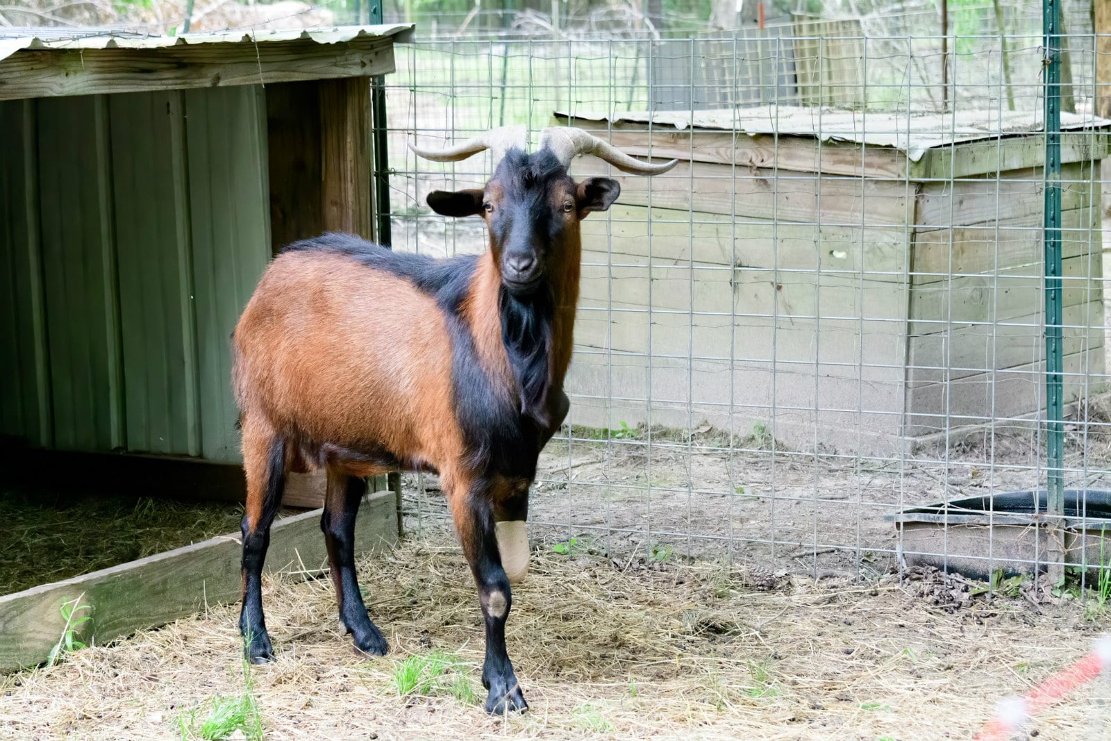 This three-legged goat got a new leg near Birmingham. See story ...