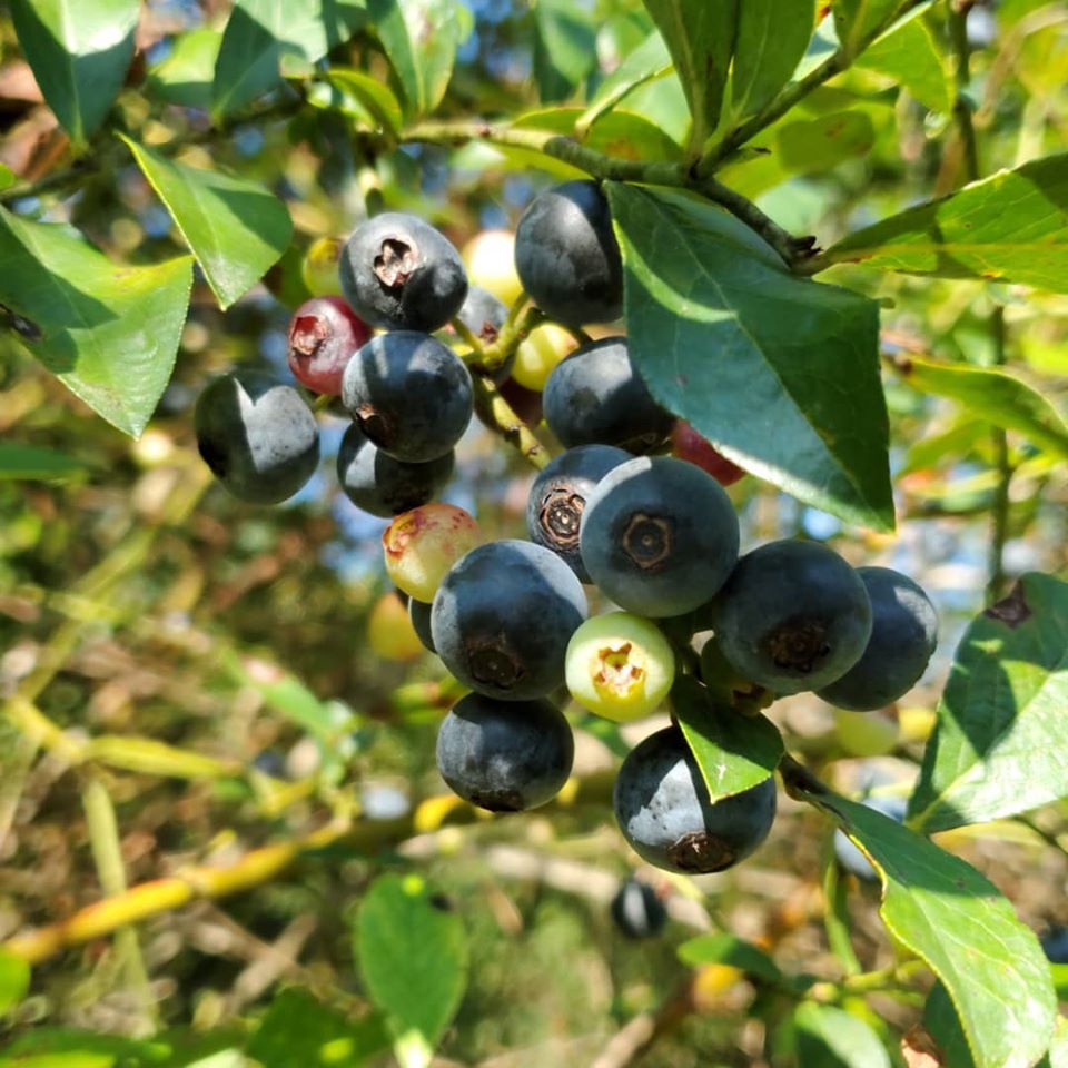 9 u-pick blueberry farms close to Birmingham | Bham Now