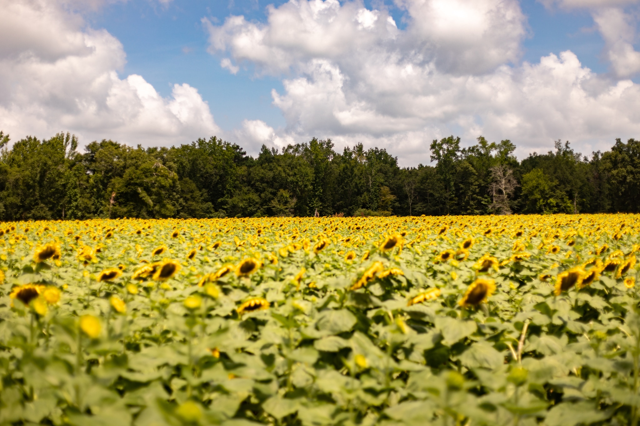 The Sunflower Field: Adventures with Adamson | Bham Now