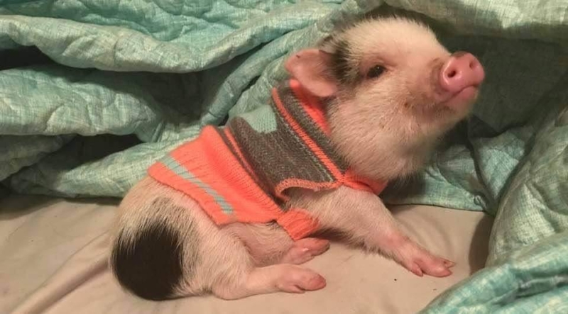 Oink! 7 things we learned about owning mini pigs in Birmingham