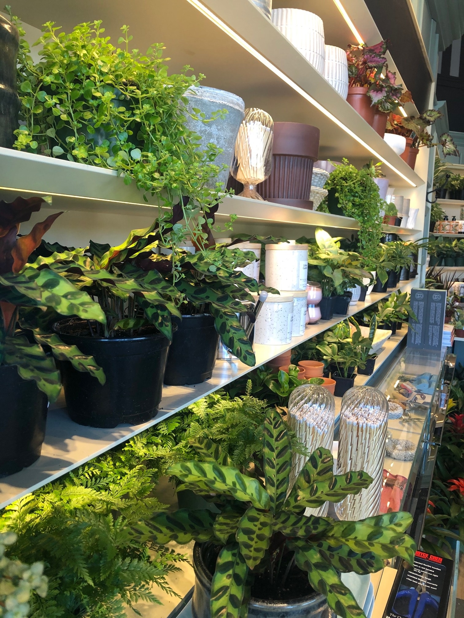 Forest Park’s Shoppe opens a pop-up store at the Summit | Bham Now