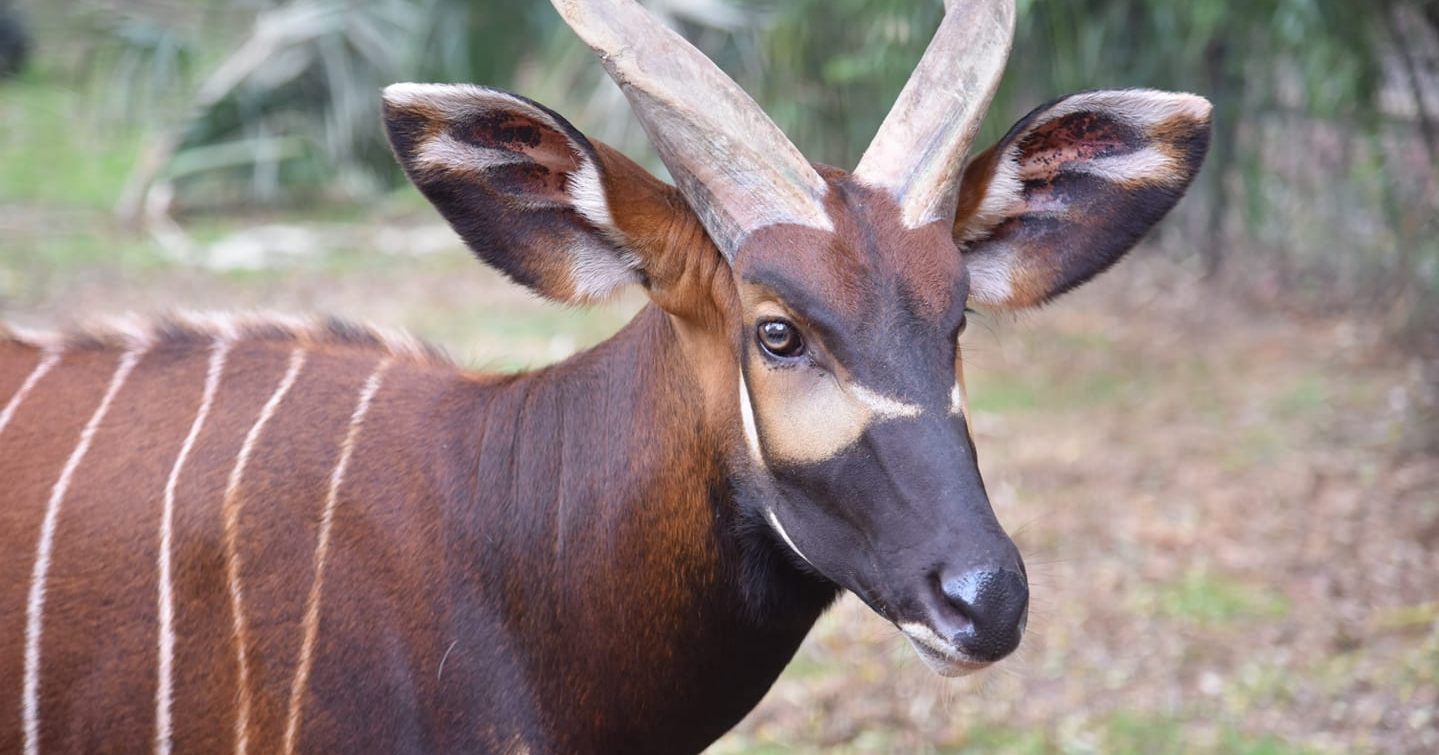 The Birmingham Zoo welcomes Nakuru, an Eastern Bongo, to Trails of ...