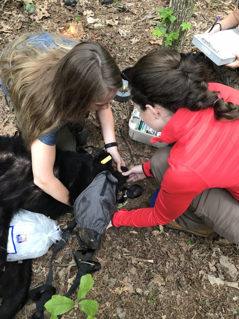 Black bears, our state mammal, are returning to Alabama. See how these ...