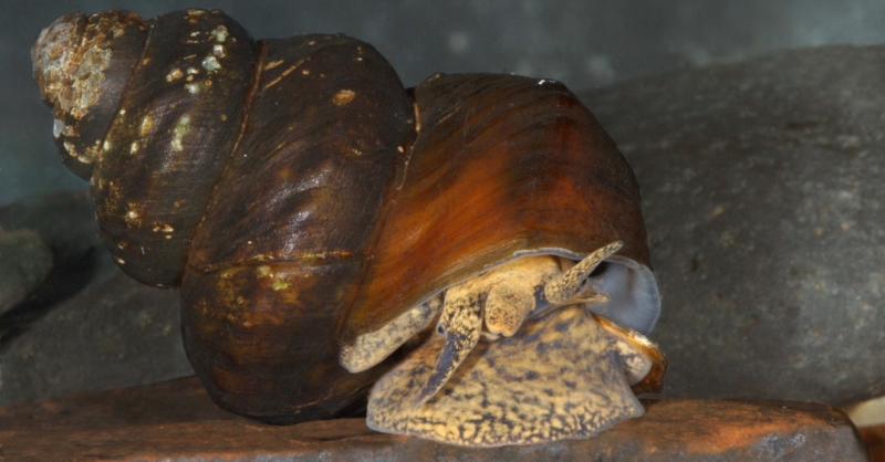 Race to save Alabama’s mussels and snails, some of the rarest creatures ...