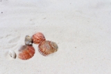 Top spots for a seashell treasure hunt on the Gulf Coast