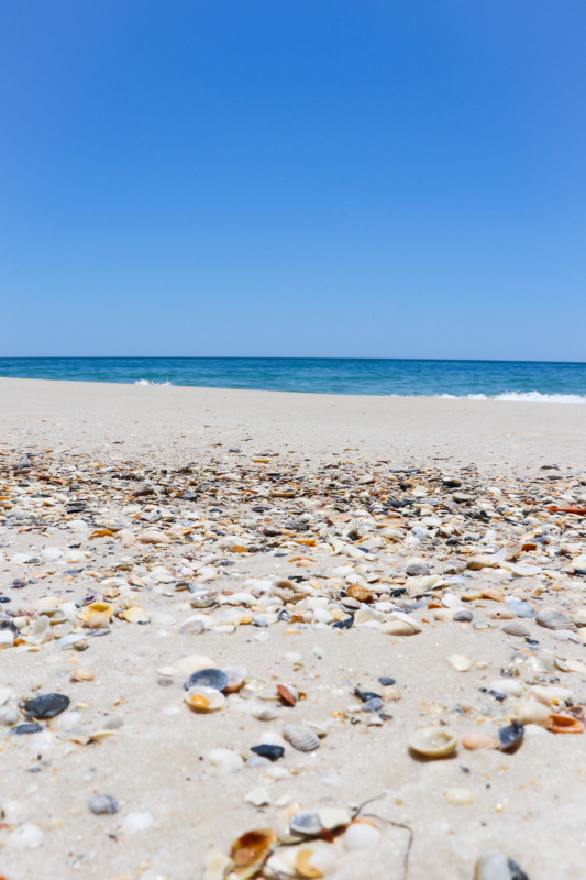 Top spots for a seashell treasure hunt on the Gulf Coast