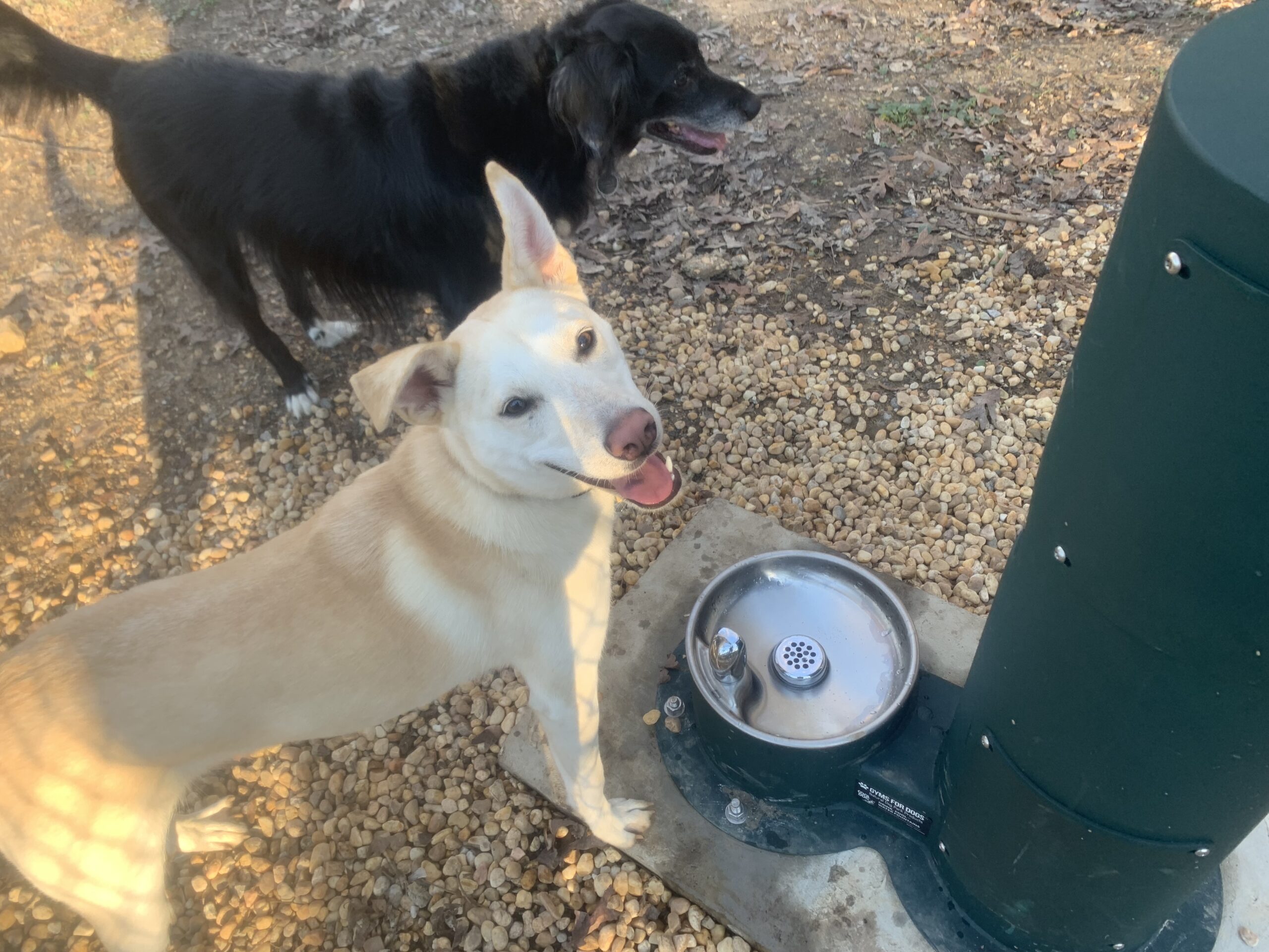 Mountain Brook adds new dog park thanks to a special Eagle Scout ...