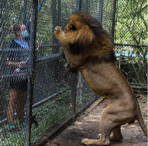 Meet the Birmingham Zoo's newest addition, Josh the African lion + get ...