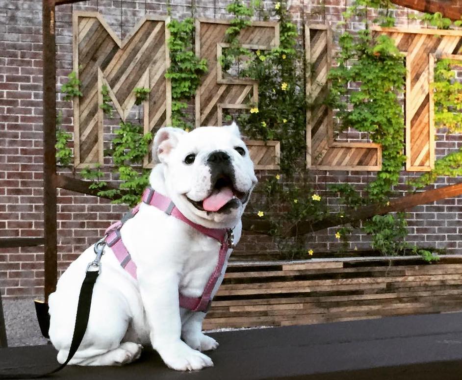 10 places to dine with your dog in Birmingham [PUP PHOTOS INCLUDED ...