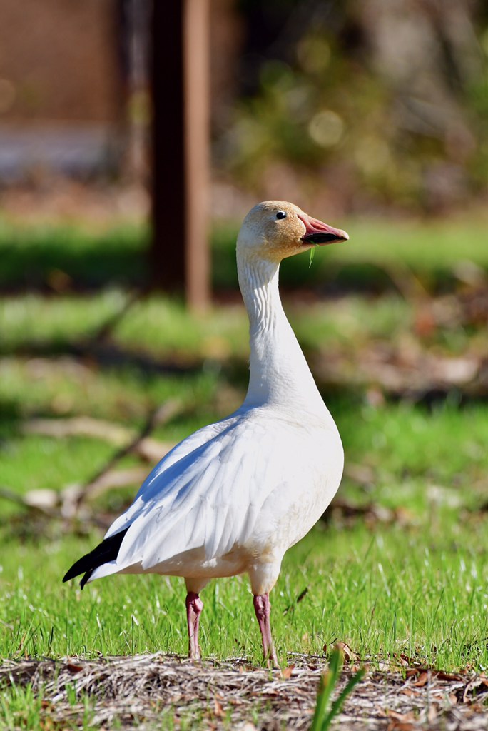 Rare Snow Goose sighting in Mountain Brook Village has birdwatchers ...