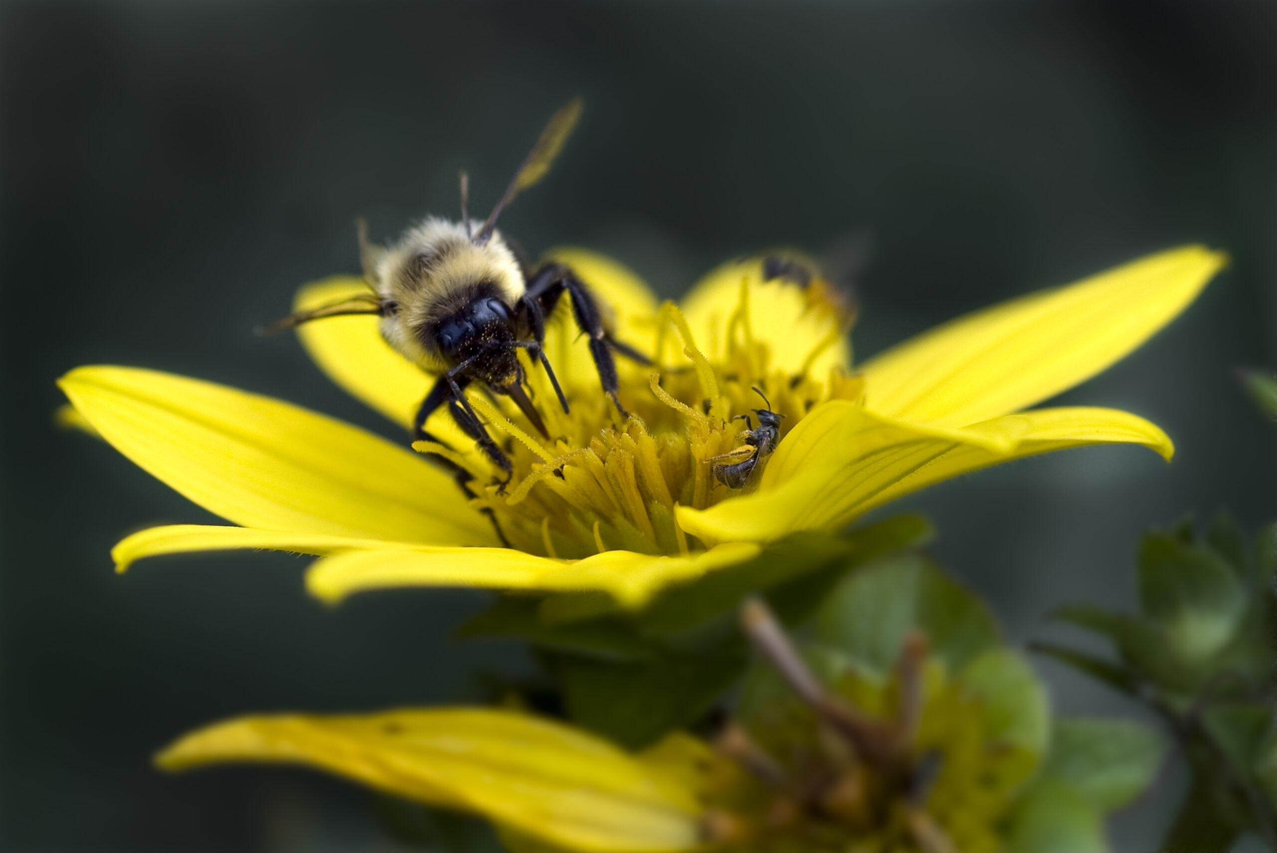 Nature’s truck stops: How to create a pollinator garden in Alabama and ...