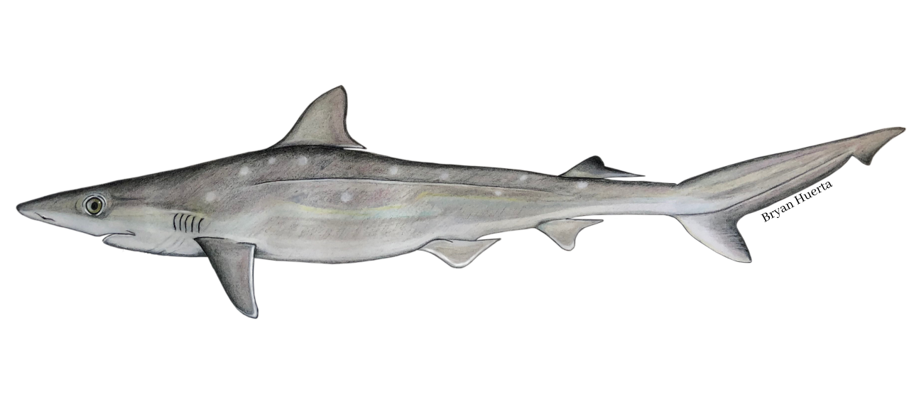 McWane scientists' announce findings on groundbreaking shark fossil ...