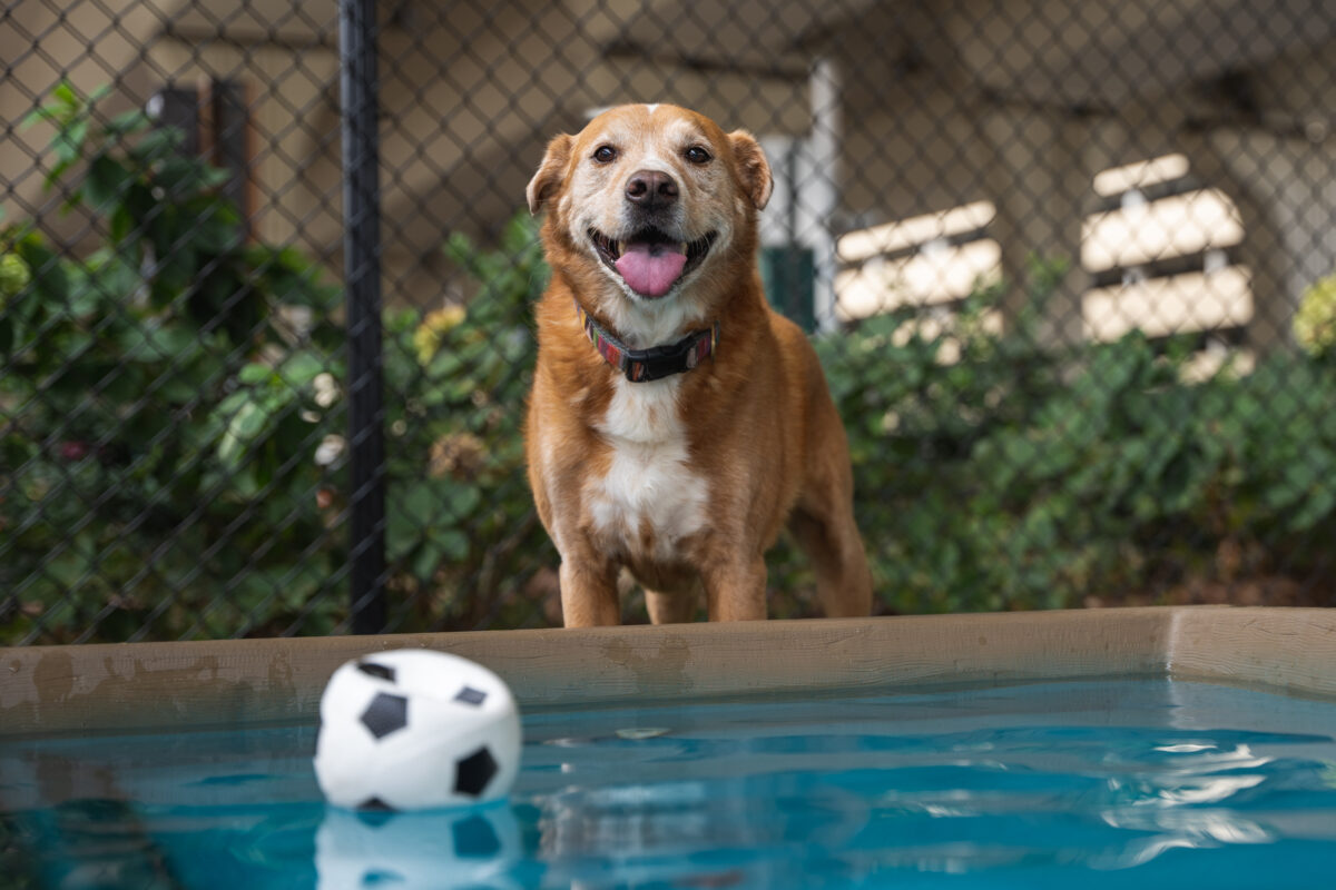 Fall in love with the coolest dog park downtown | Bham Now