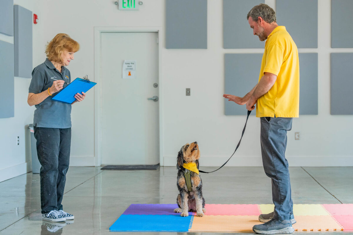 You + your pet will love volunteering with Hand in Paw in Birmingham ...