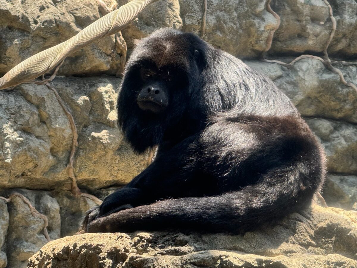FATHER’S DAY SPECIAL: Baby Black howler monkey born at Birmingham Zoo ...