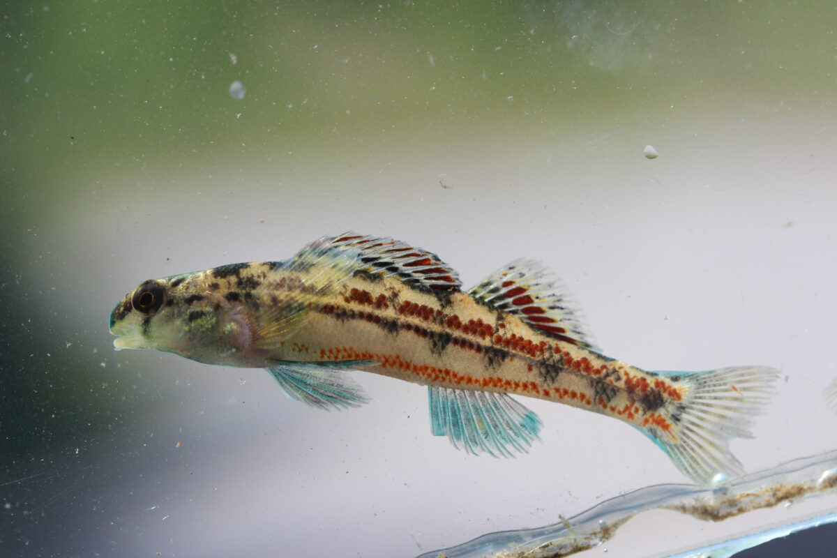 Scientists officially name two new species of Alabama darters | Bham Now