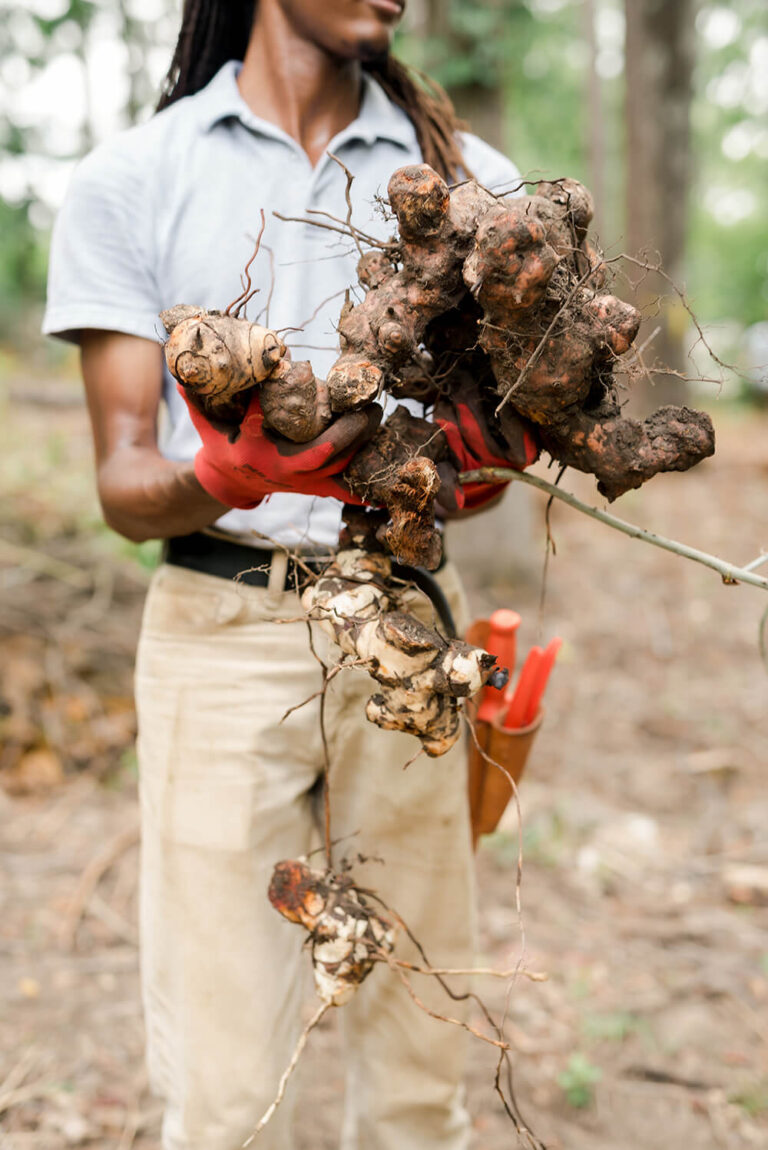 Identifying and Eradicating Invasive Plants | Bham Now